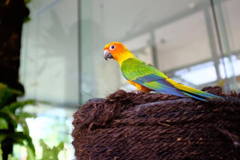 Gallery Bintaro Hotel - Aviary Hotel